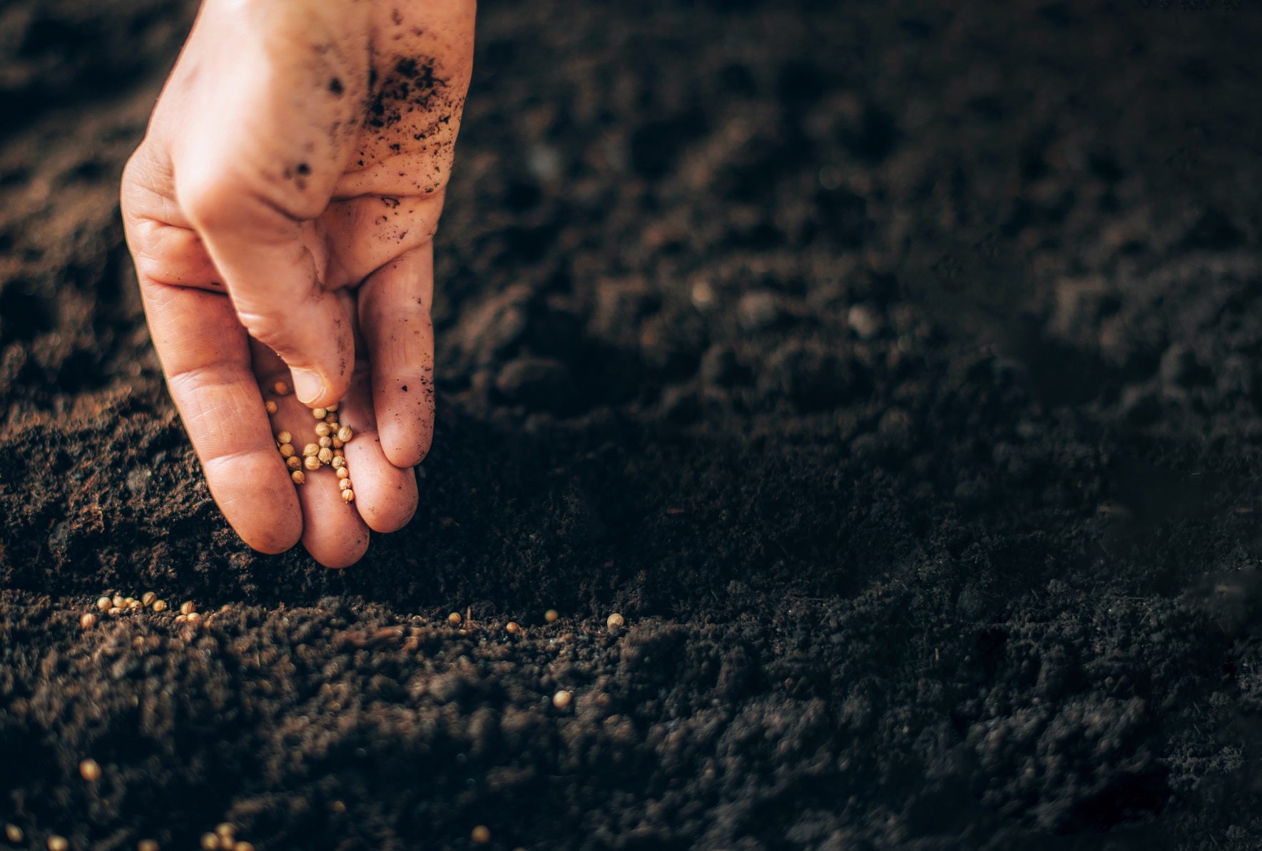 Le processus de germination d'une semence