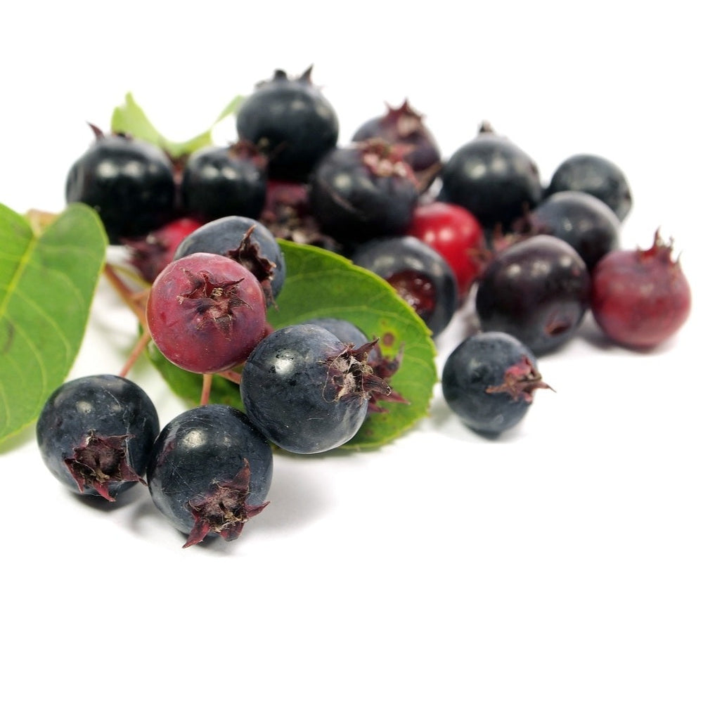 Arbuste à fruits en pot - Amélanchier alnifolia Thiessen en pot ...