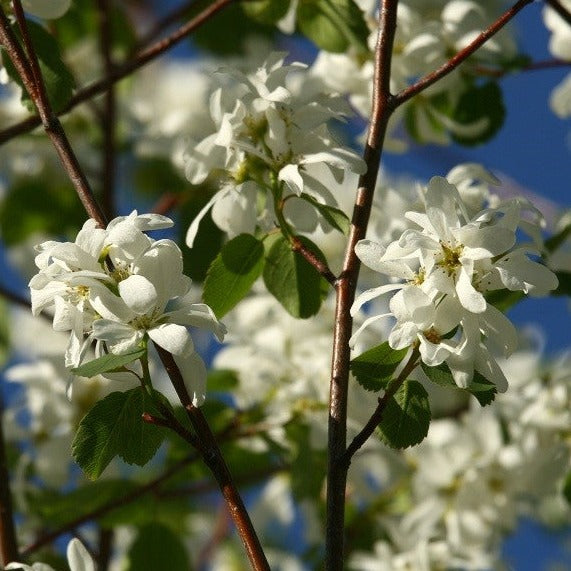 Arbuste à fruits en pot - Amelanchier martin en pot - Croque Paysage ...