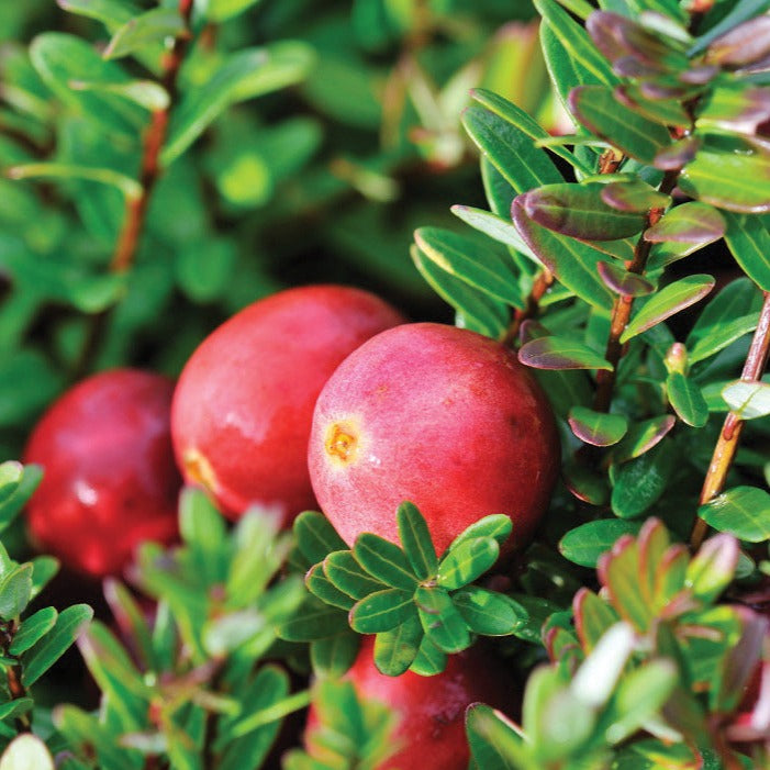 Arbuste à fruits en pot - Canneberge en pot - Croque Paysage, Laurentides