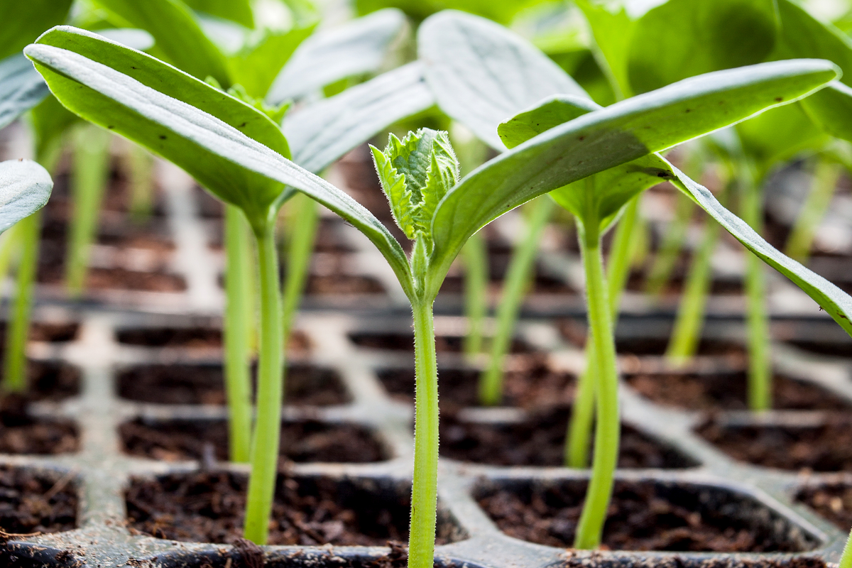 Projet semis potager