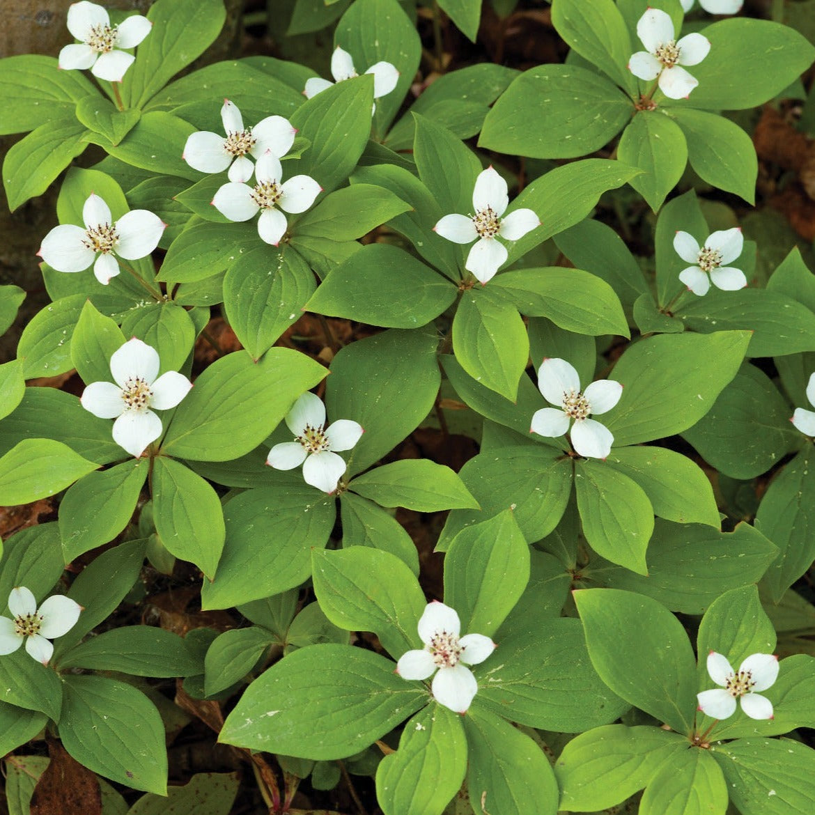 Arbuste à fruits en pot - Quatre-temps en pot - Croque Paysage, Laurentides