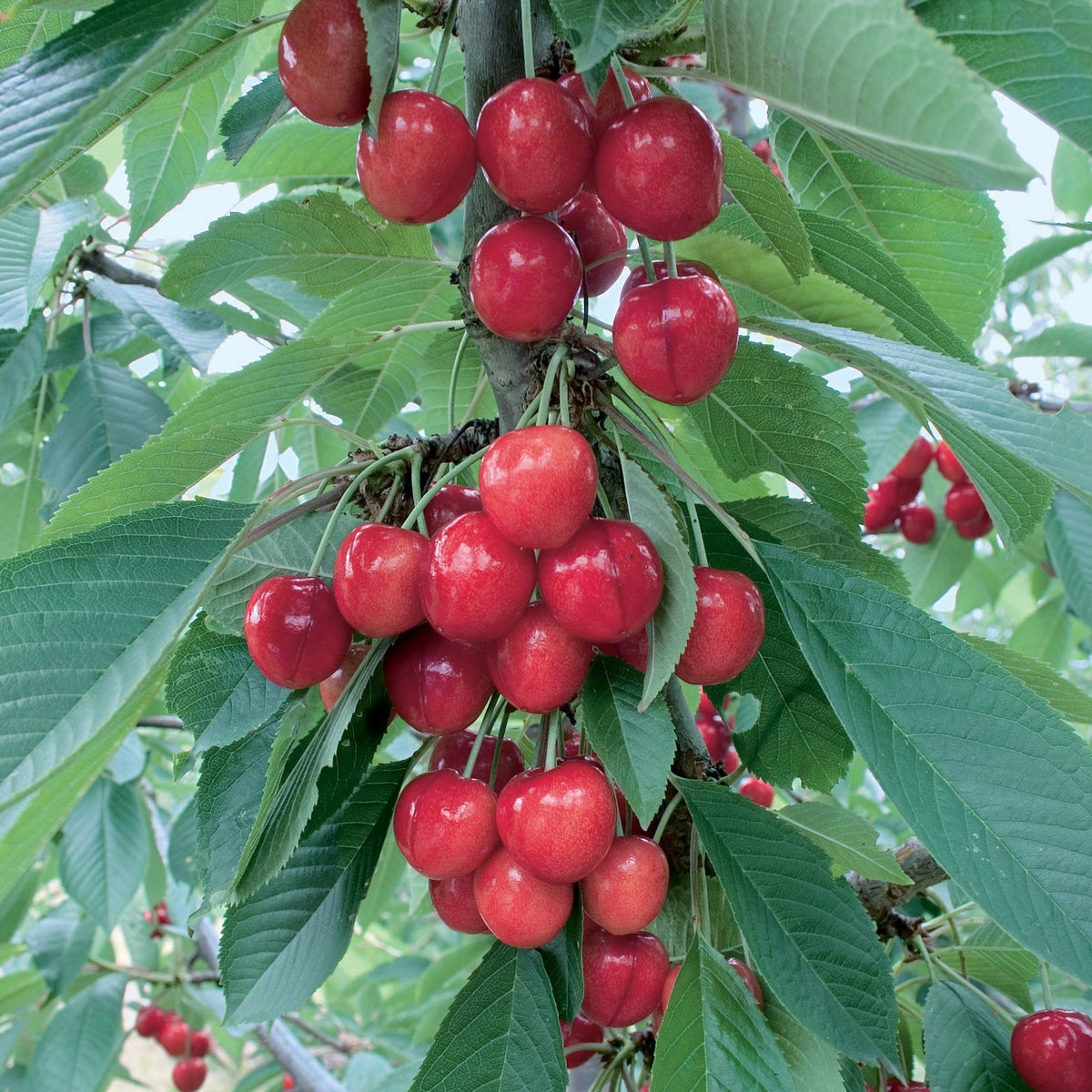 Arbuste à fruits en pot - Cerisier nain Sk Cupid en pot - Croque ...