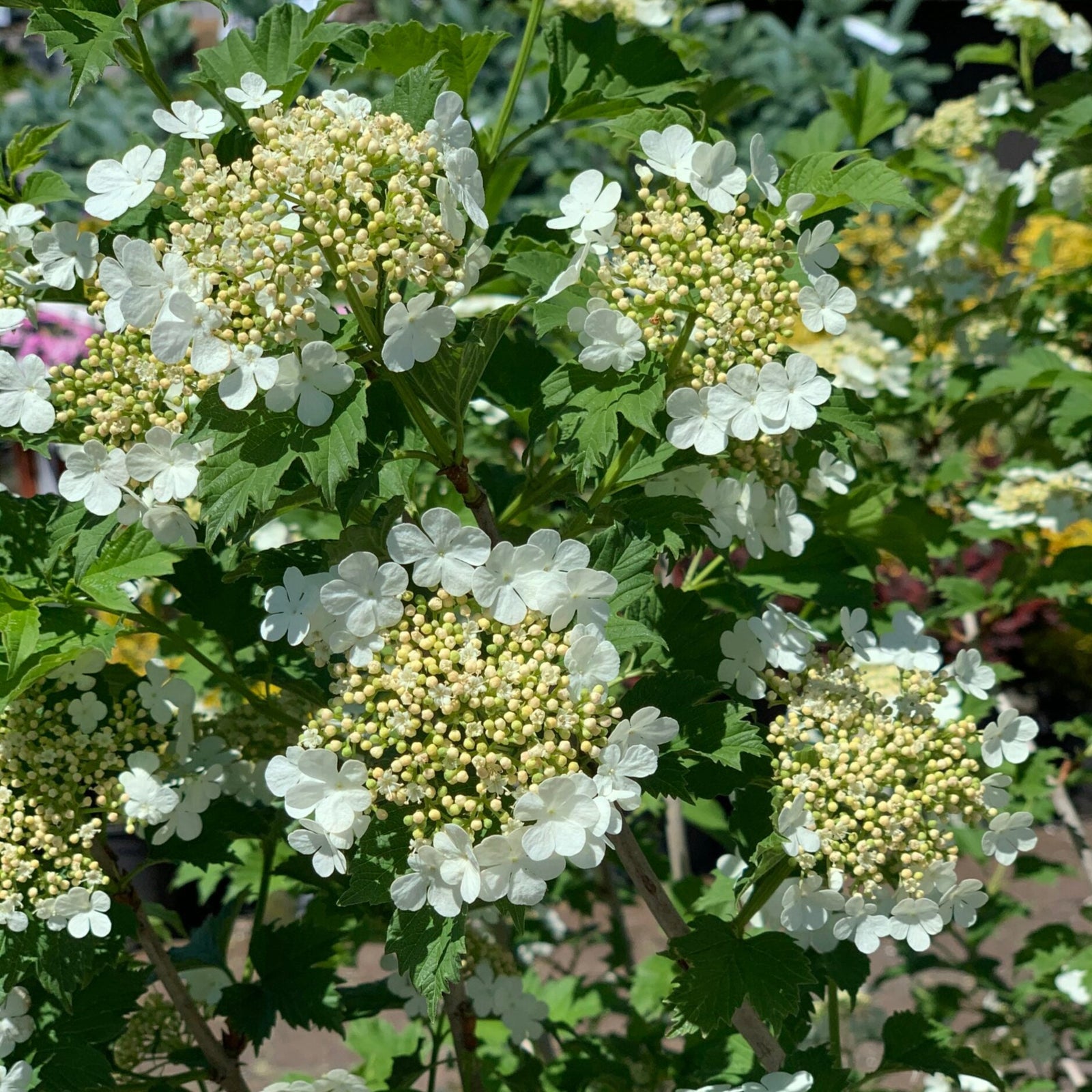 Arbuste à fruits en pot - Viorne trilobée compacte en pot - Croque ...