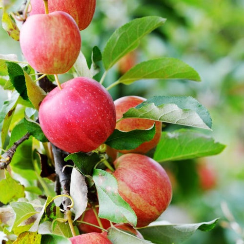 Les arbres à noix et à fruits comestibles