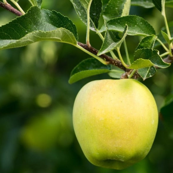 Arbre à fruits en pot - Pommier Jaune Transparente en pot - Croque ...