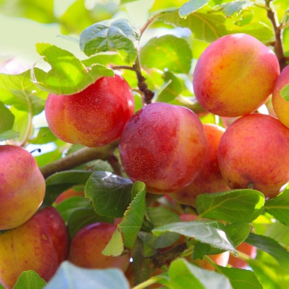 Arbre à fruits en pot - Prunier Toka en pot - Croque Paysage, Laurentides