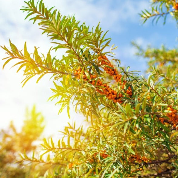 Arbuste à fruits en pot - Argousier femelle Altaiskaya en pot - Croque ...