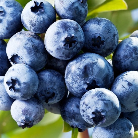 Arbuste à fruits en pot - Bleuetier Northland en pot - Croque Paysage ...