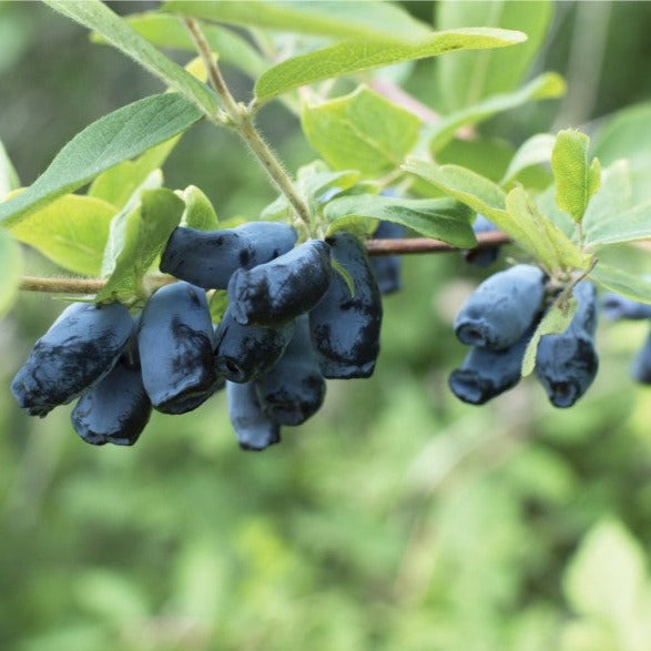 Arbuste à fruits en pot - Camerisier Aurora en pot - Croque Paysage ...