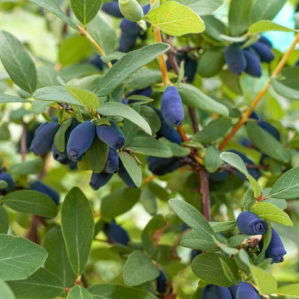 Arbuste à fruits en pot - Camerisier Boreal Beast en pot - Croque ...