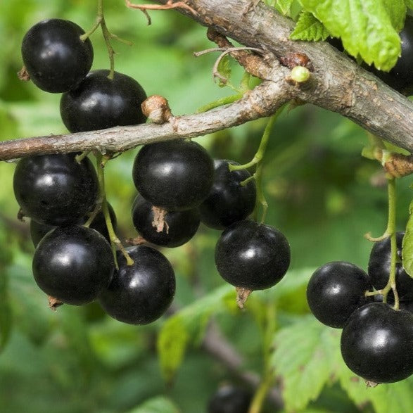 Arbuste à fruits en pot - Cassissier Ben Tiran en pot - Croque Paysage ...