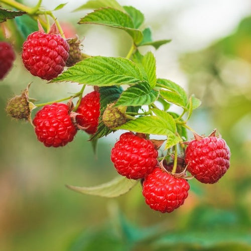 Arbuste à fruits en pot - Framboisier rouge Nova en pot - Croque ...