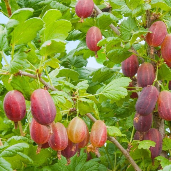Arbuste à fruits en pot - Groseillier Hinnomacki rouge en pot - Croque ...