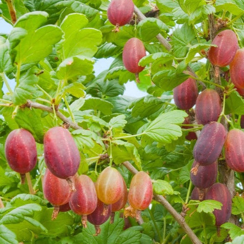 Arbuste à fruits en pot - Groseillier Hinnomacki rouge en pot - Croque ...