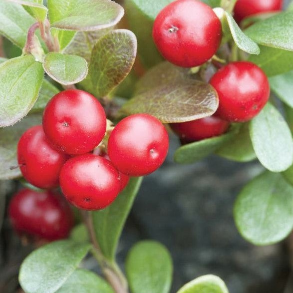 Arbuste à fruits en pot - Raisin d'ours en pot - Croque Paysage ...