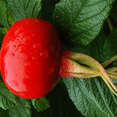 Arbuste à fruits en pot - Rosier sauvage fleurs blanches en pot ...