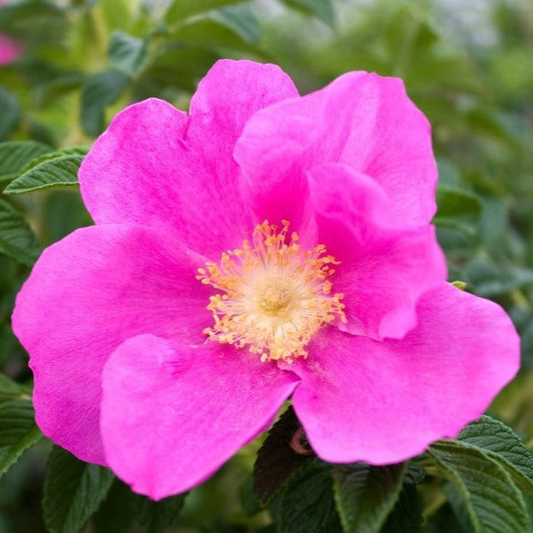 Arbuste à fruits en pot - Rosier sauvage fleurs roses en pot - Croque ...