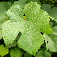 Arbuste à fruits en pot - Vigne à raisins Somerset en pot - Croque ...