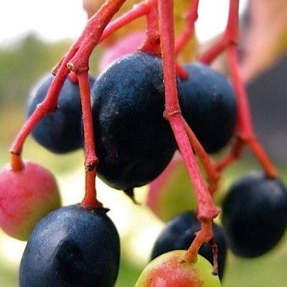 Arbuste à fruits en pot - Viorne lentago (Alisier) en pot - Croque ...