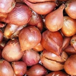 Herbacée vivace comestible - Oignon égyptien - Croque Paysage, Laurentides