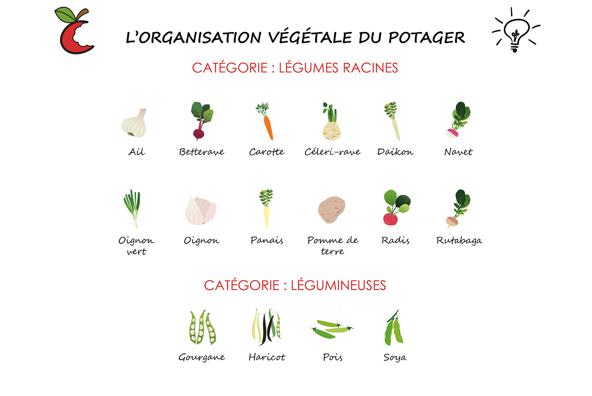 Les légumes racines